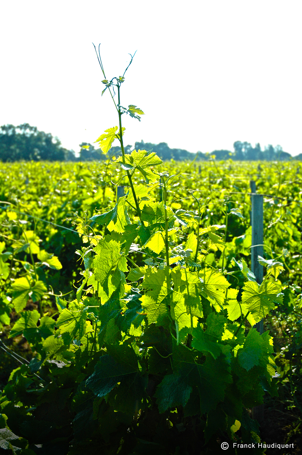 STVE | La fleur de vigne